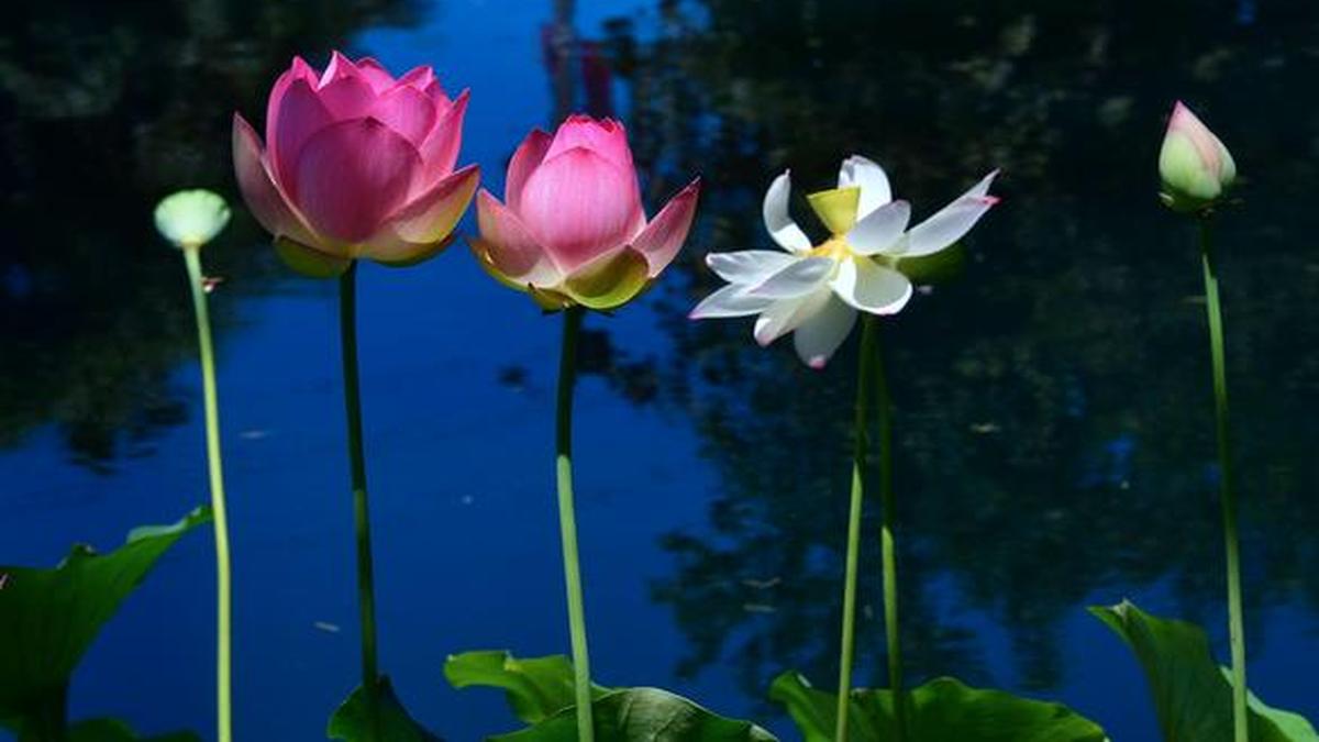 Spot the difference between sign and symbol - The Hindu